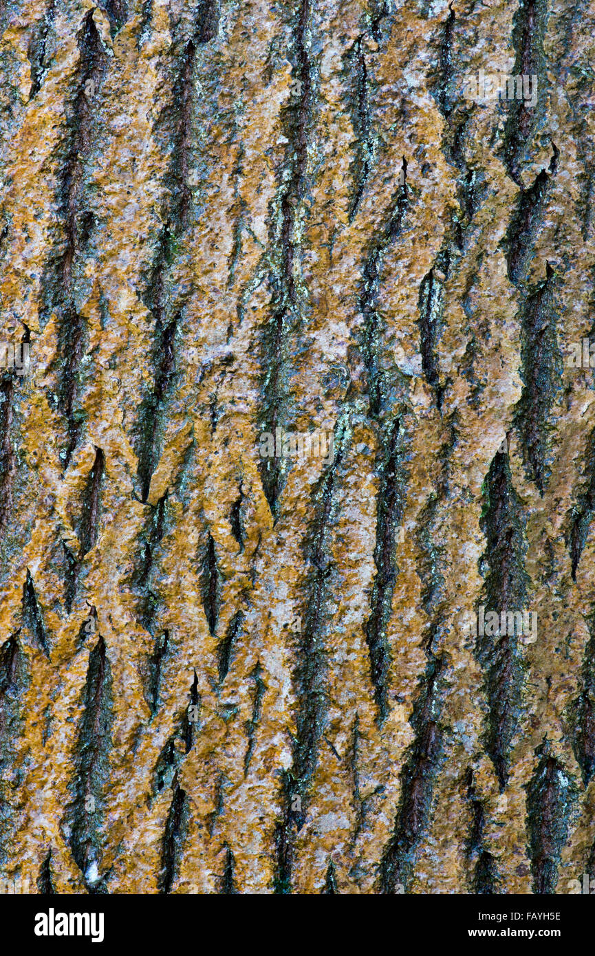 Ash tree bark hi-res stock photography and images - Alamy