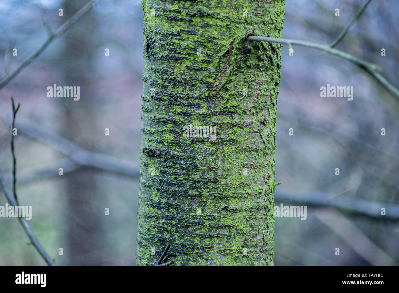 Wild cherry tree trunk covered with green algae Stock Photo - Alamy