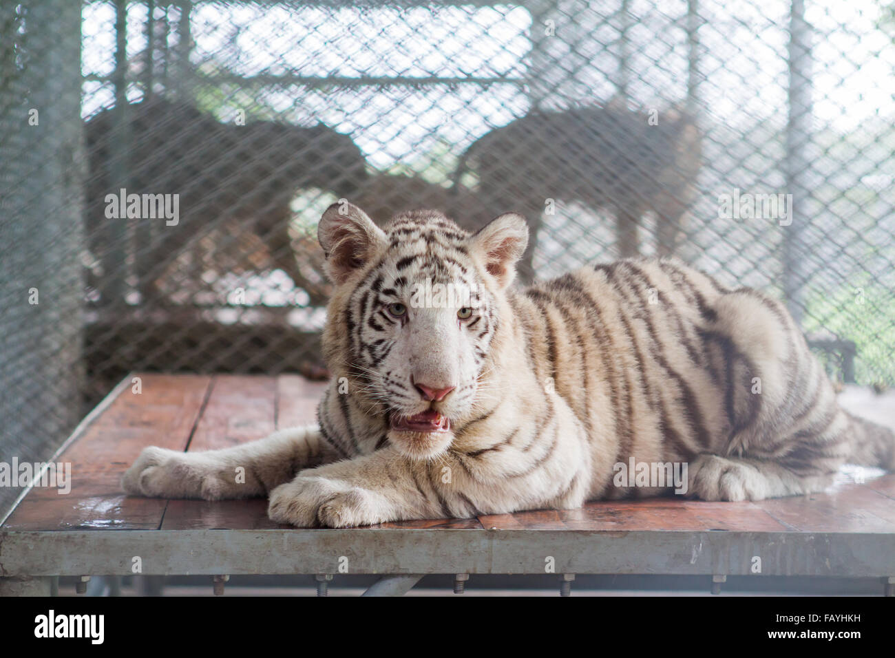 White bengal tiger cage hi-res stock photography and images - Alamy