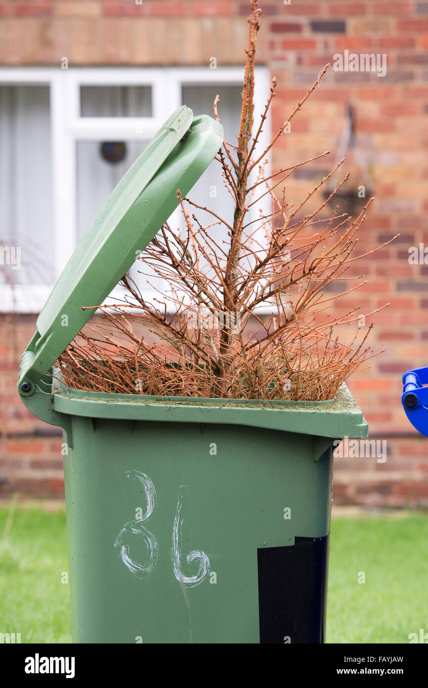 Christmas is over. Discarded christmas tree in a wheelie bin Stock ...