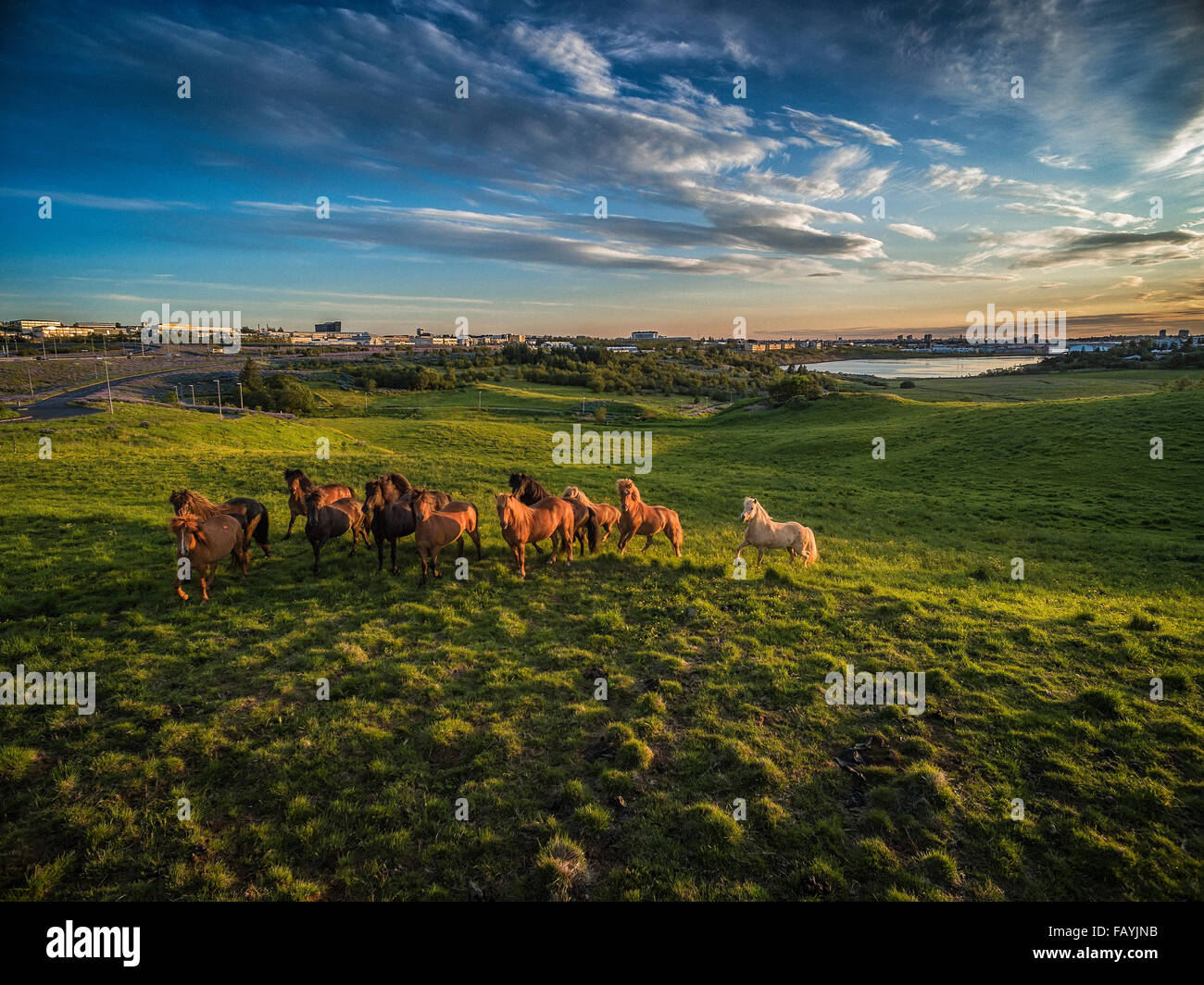Icelandic horses grazing in open grasslands, image shot with a drone ...