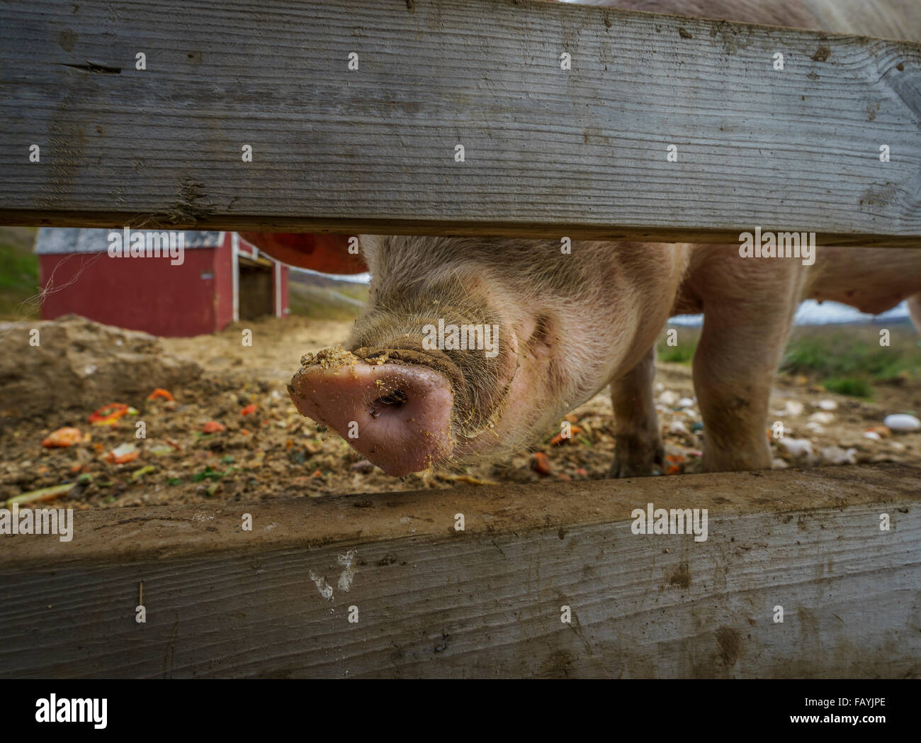 Pig Mud High Resolution Stock Photography and Images - Alamy