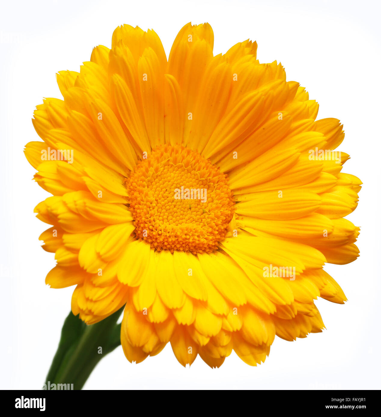 Closeup of calendula over white background Stock Photo - Alamy