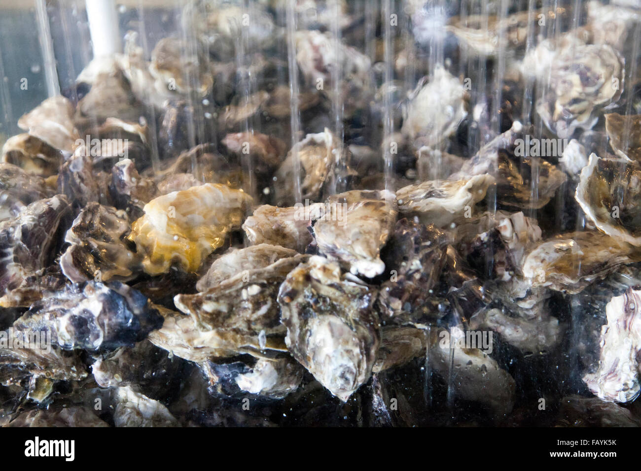 Four oysters hi-res stock photography and images - Alamy