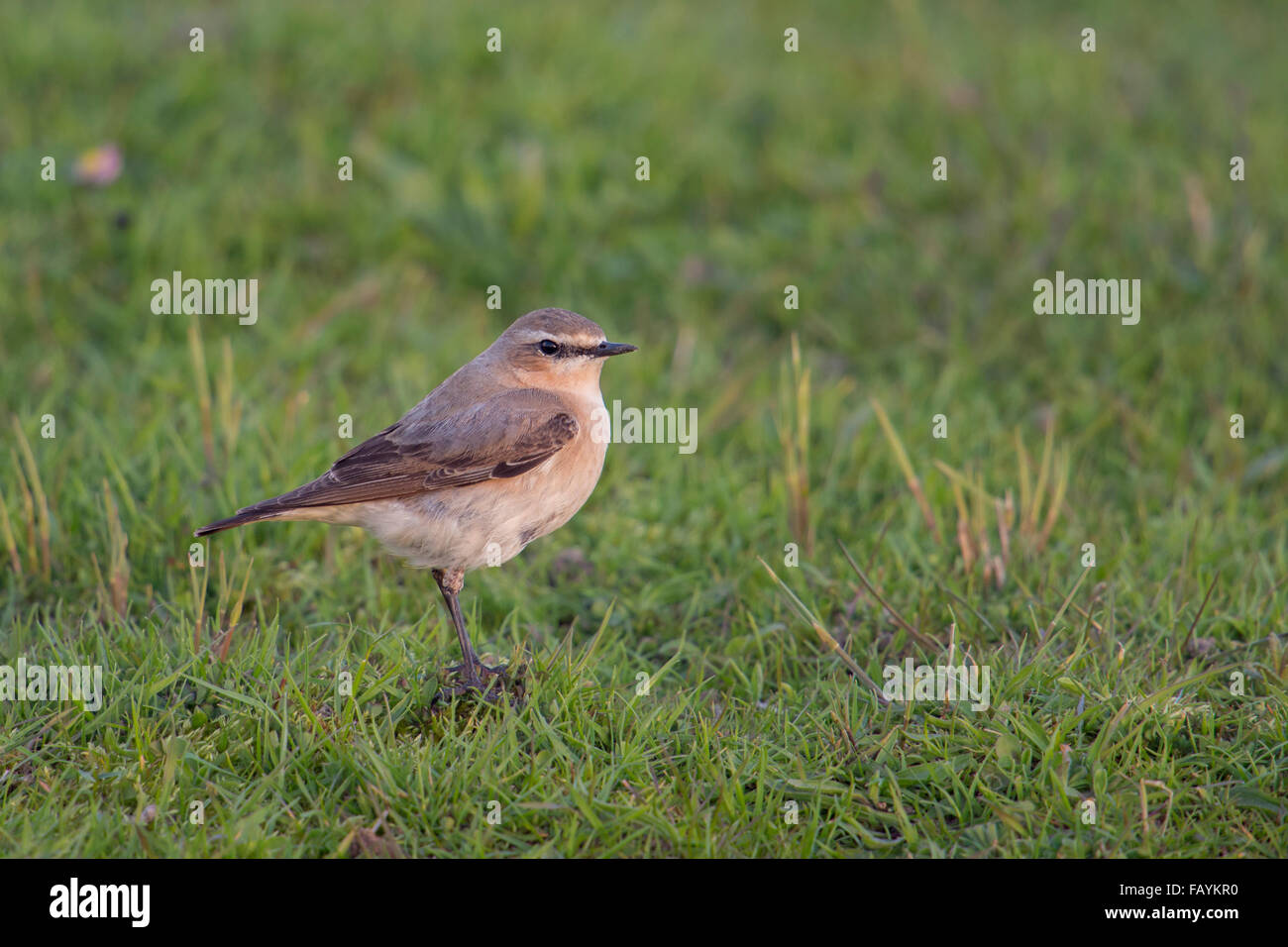 Northern Wheatear / Steinschmaetzer ( Oenanthe oenanthe ) in typical ...