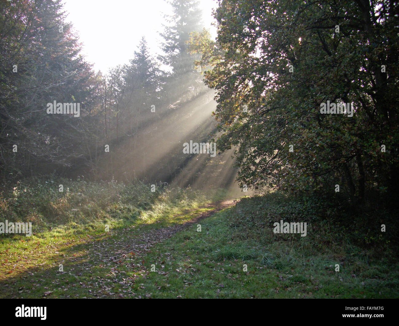 Fog woodland hi-res stock photography and images - Alamy