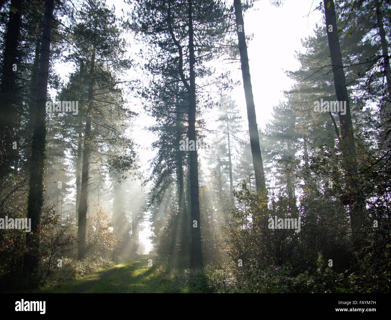 Fog woodland hi-res stock photography and images - Alamy