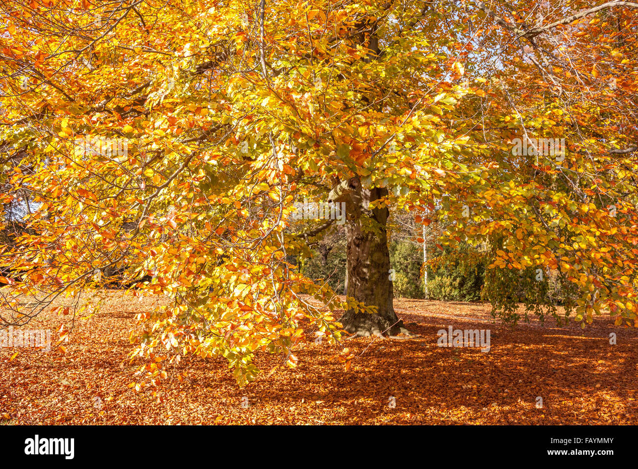 Sunlit golden beech tree in autumn Fagus sylvatica Stock Photo - Alamy