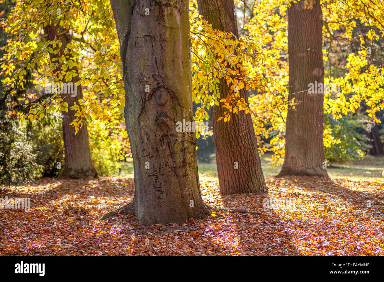 Sunlit golden beech trees in autumn Fagus sylvatica Stock Photo - Alamy