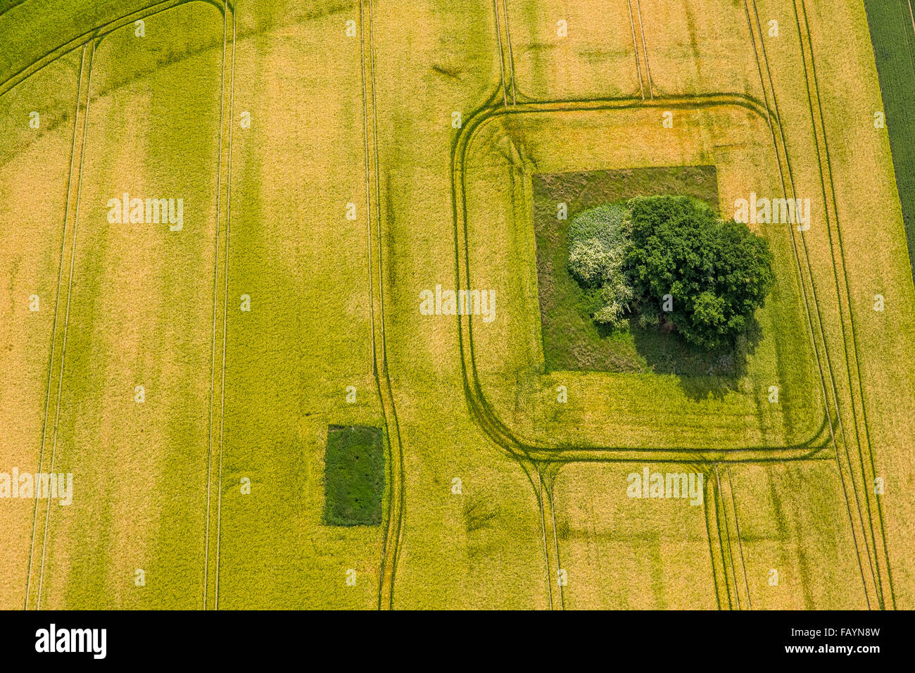Aerial view, box bushes, Holzwickede, Ruhr area, North Rhine-Westphalia ...