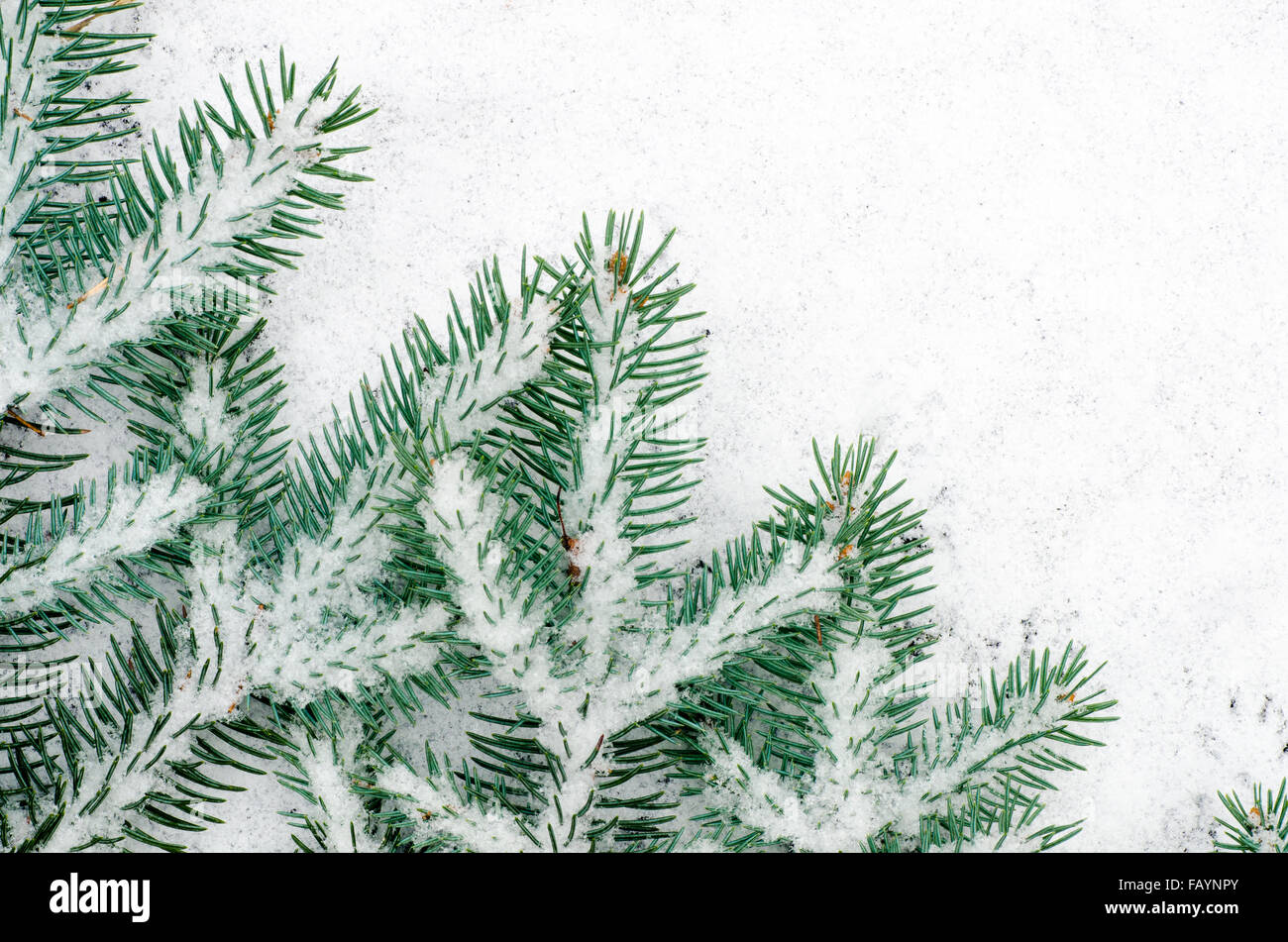 winter spruce twig covered with snow Stock Photo - Alamy