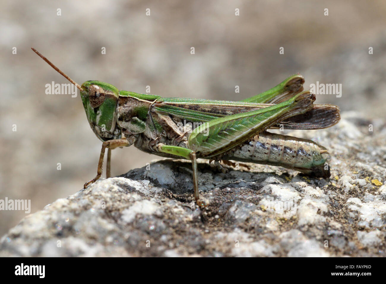 Grasshopper On A Rock At Machu Picchu, Peru Stock Photo - Alamy