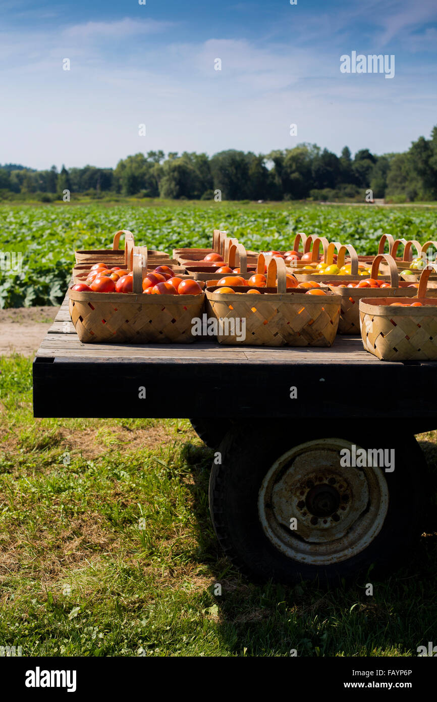 Tomato tomatoes field crop hi-res stock photography and images - Alamy
