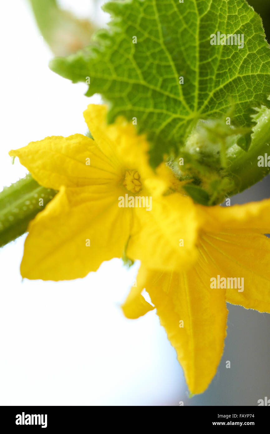 Cucumber blossom hi-res stock photography and images - Alamy