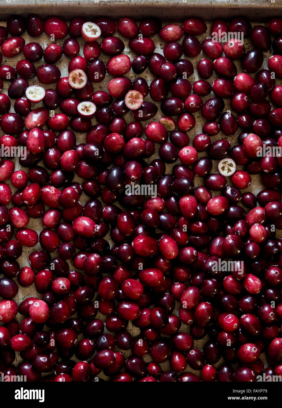 Harvest of cranberries hi-res stock photography and images - Alamy