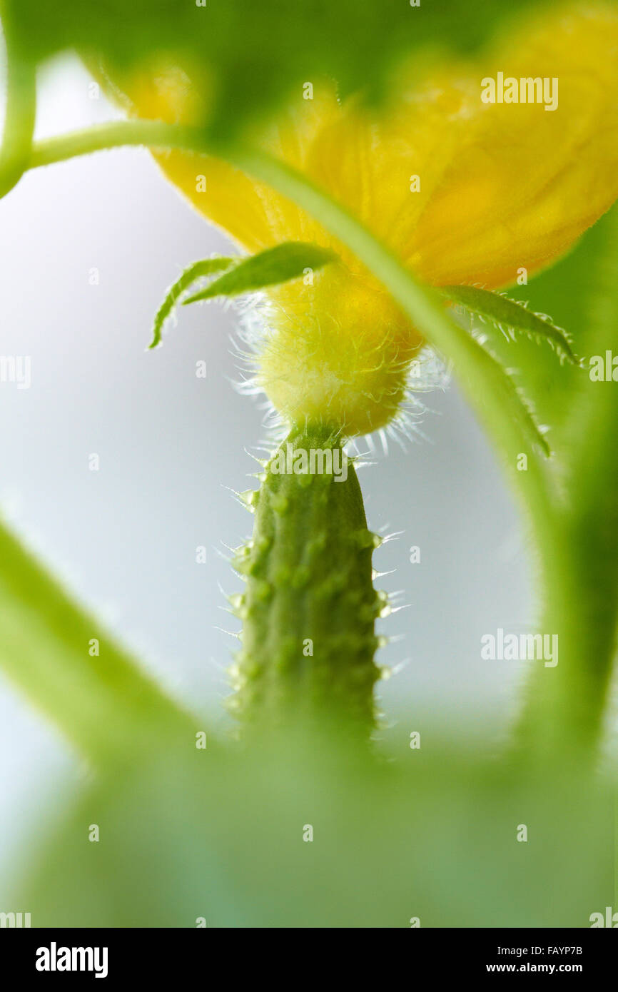 Cucumber blossom hi-res stock photography and images - Alamy