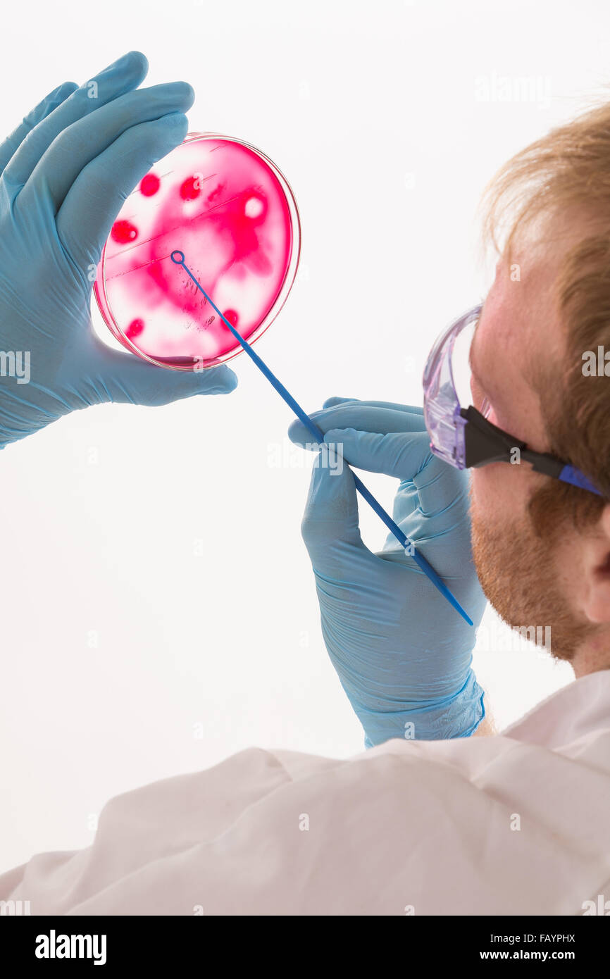 lab technician hand planting a petri dish Stock Photo - Alamy lab technician hand planting a petri dish Stock Photo - Alamy