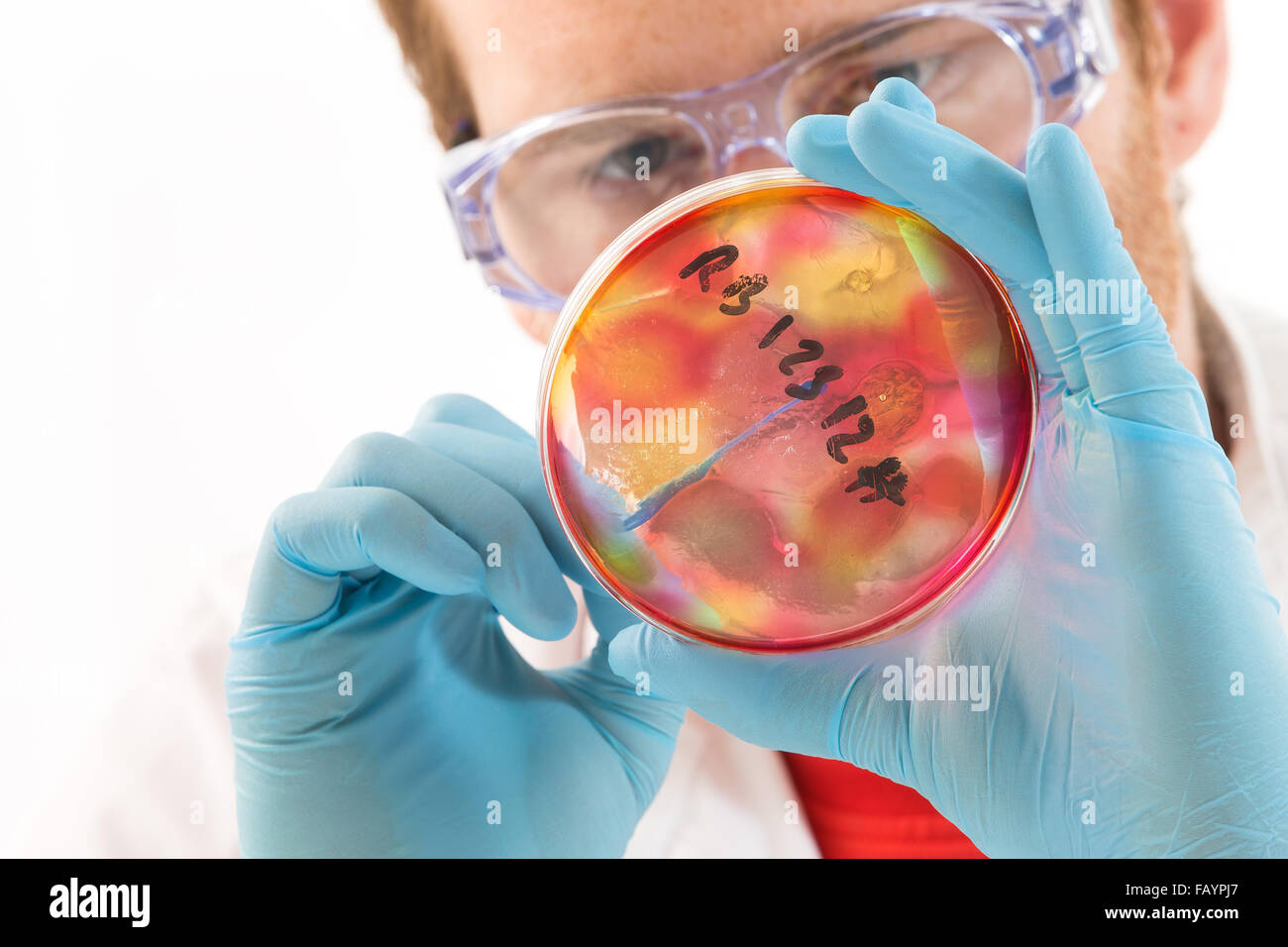 lab technician hand planting a petri dish Stock Photo - Alamy lab technician hand planting a petri dish Stock Photo - Alamy