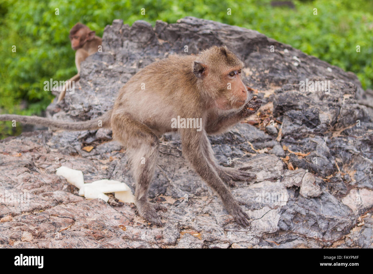 Monkey. Crab-eating macaque seats on the shore of the monkey island ...