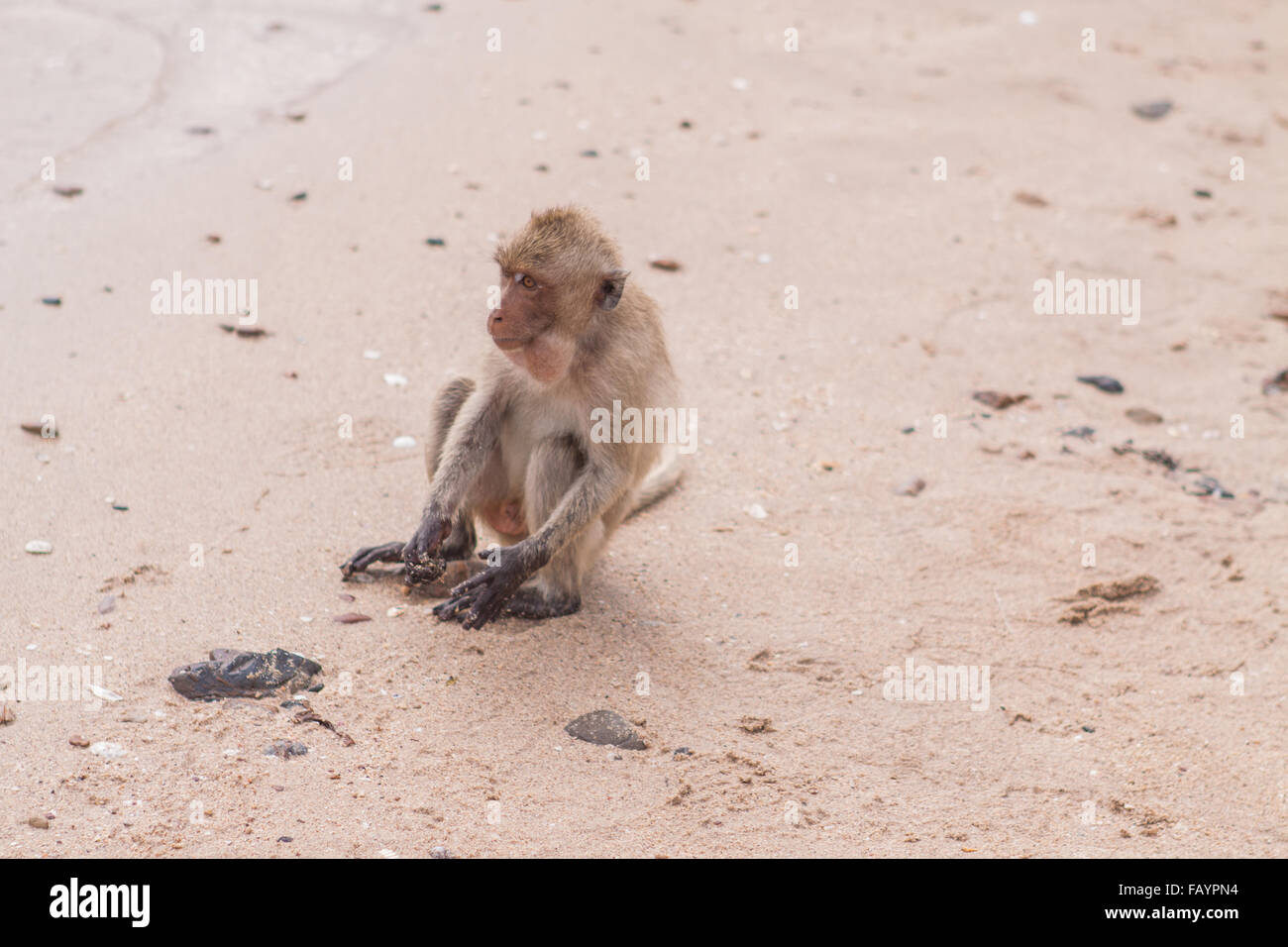 Monkey. Crab-eating macaque seats on the shore of the monkey island ...