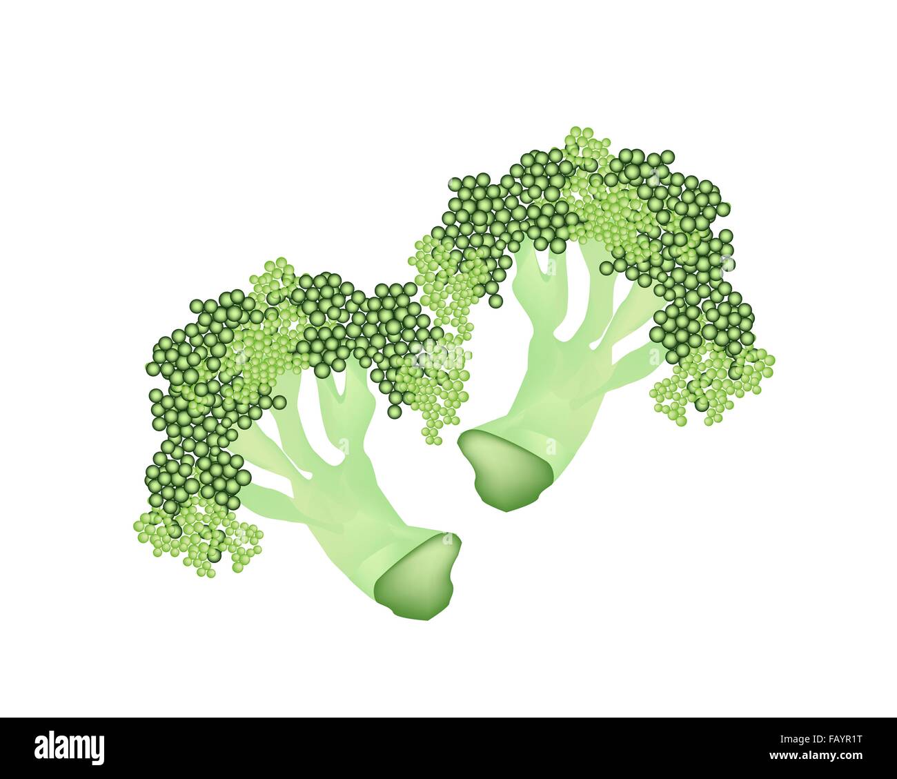Vegetable, Vector Illustration of Delicious Fresh Green Broccoli ...