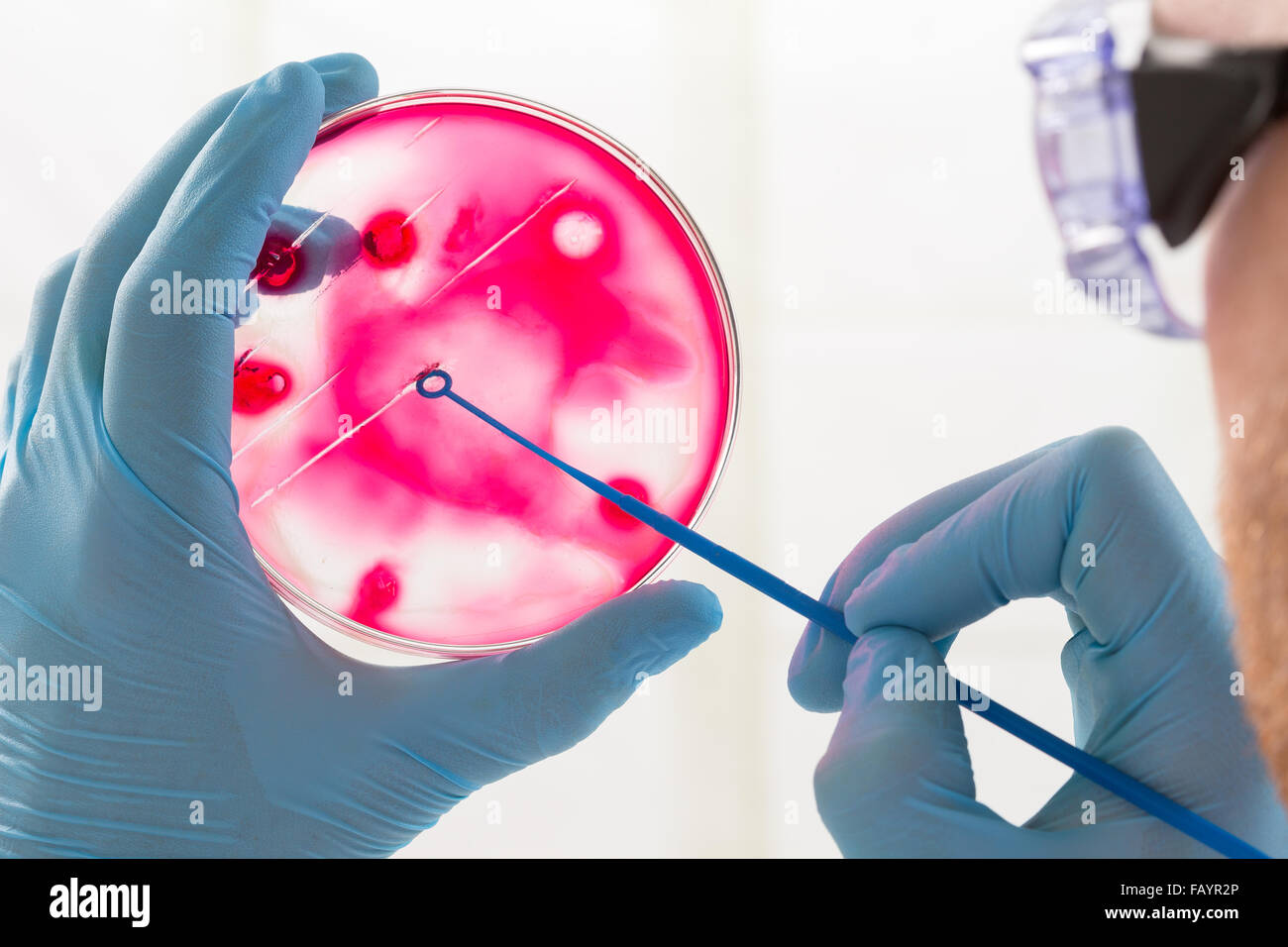 lab technician hand planting a petri dish Stock Photo - Alamy lab technician hand planting a petri dish Stock Photo - Alamy