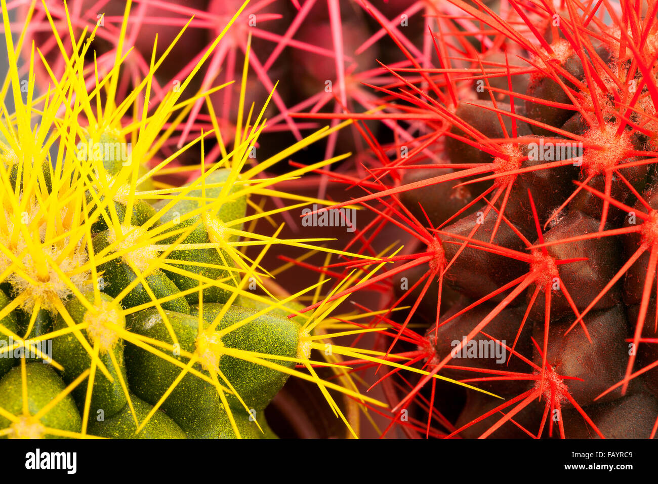 Long spikes cactus hi-res stock photography and images - Alamy
