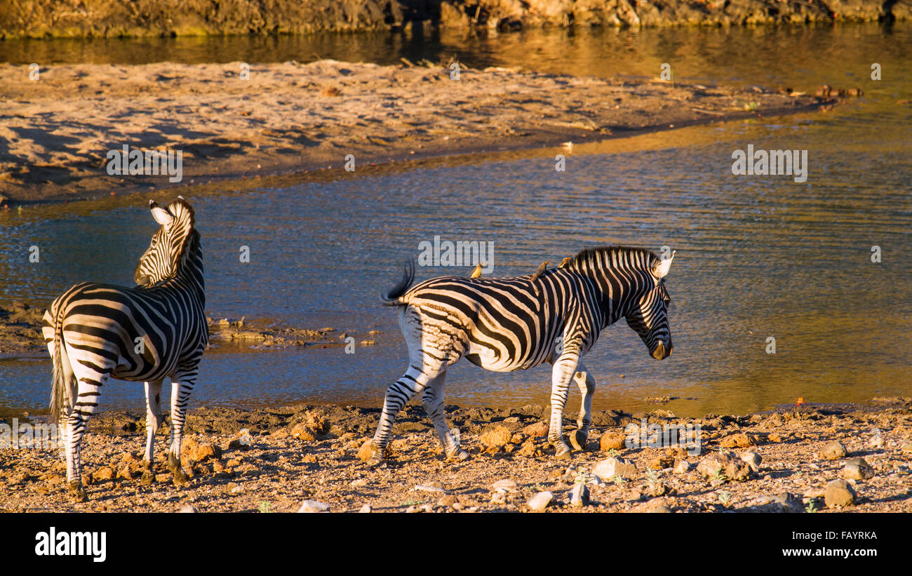 plains zebra Specie Equus quagga burchellii family of equidae Stock ...