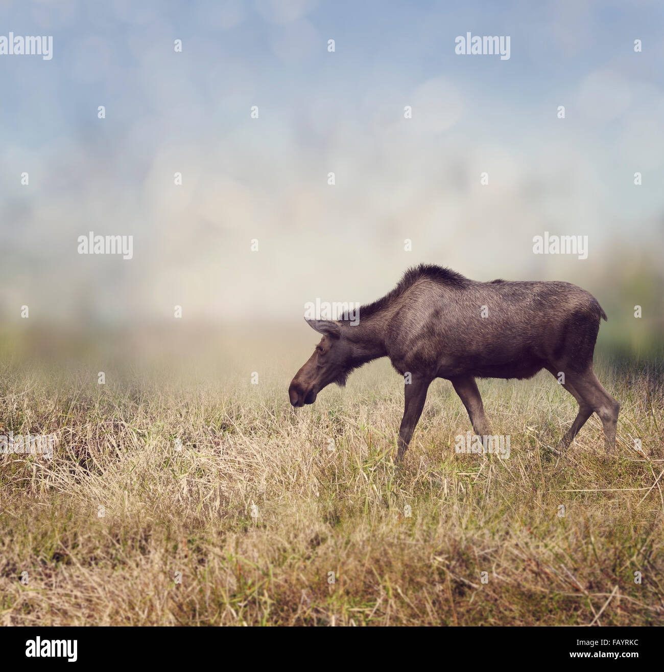 Female Moose Walking on the Field Stock Photo - Alamy