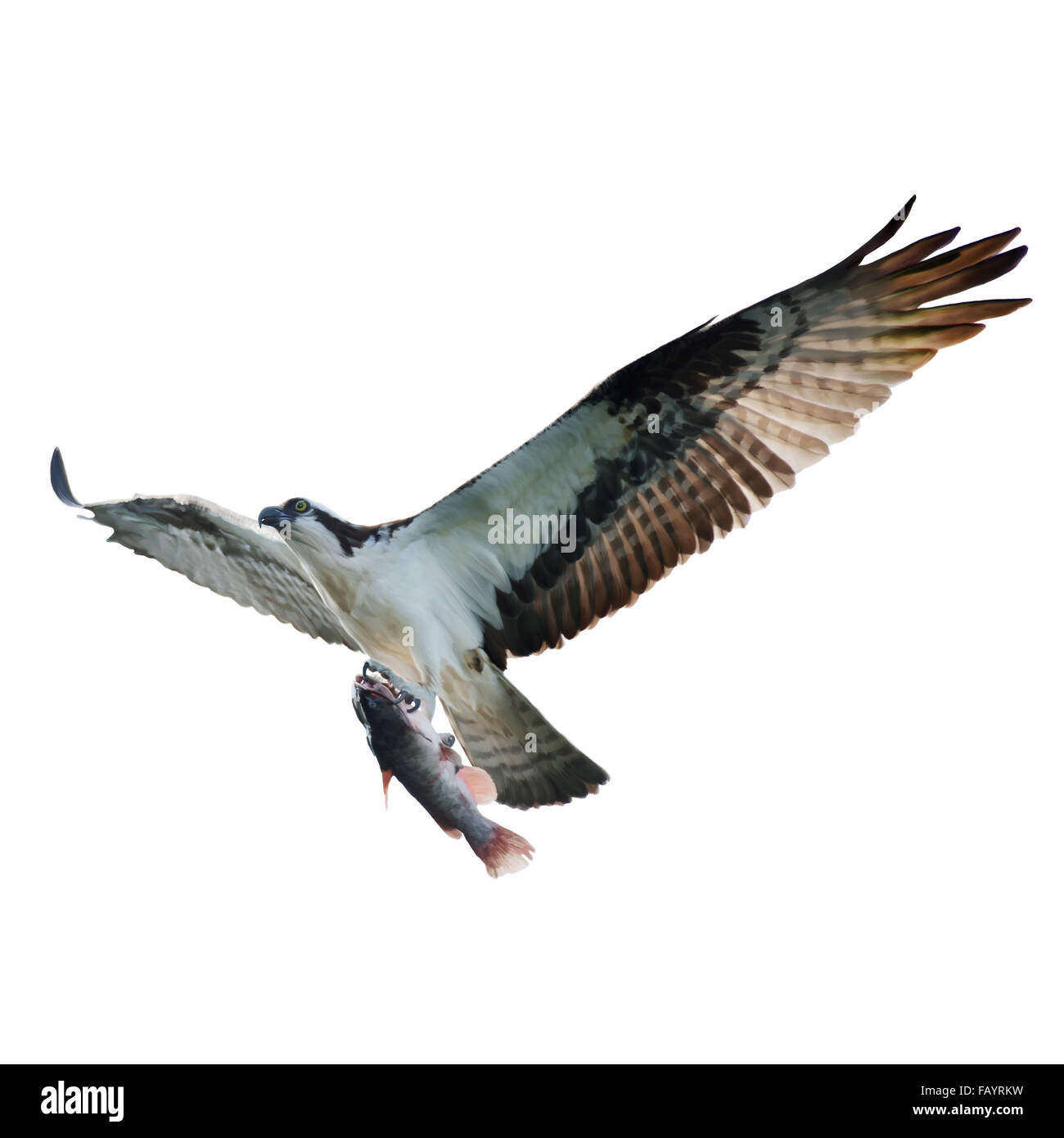 Digital Painting of Osprey with Fish in Flight,isolated on white Stock ...
