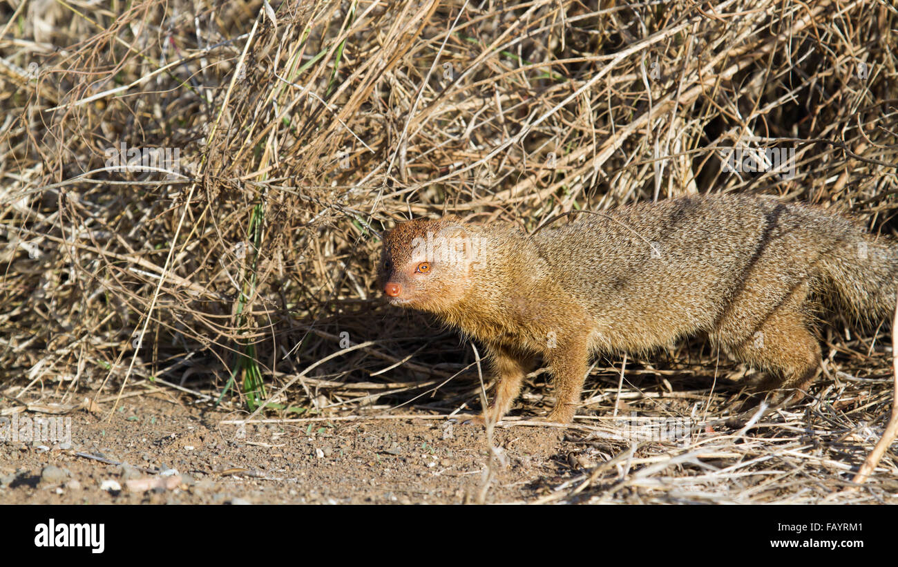 Slender mongoose Specie Galerella sanguinea family of Herpestidae Stock ...