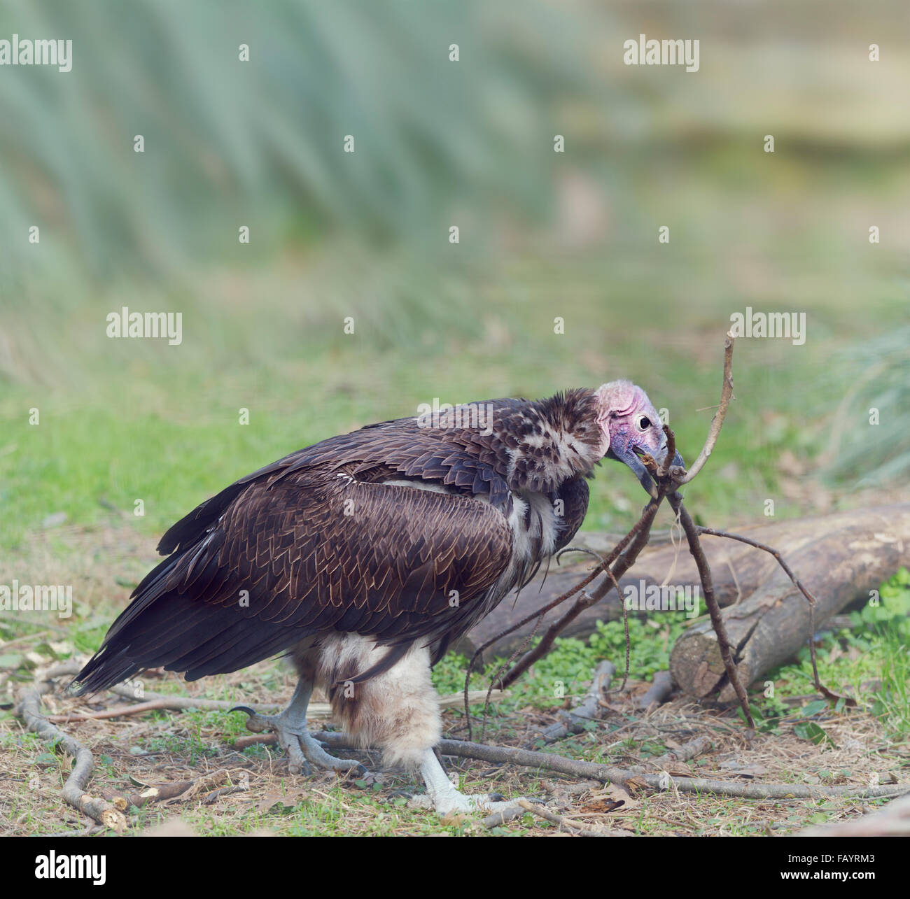 Vulture nest hi-res stock photography and images - Alamy