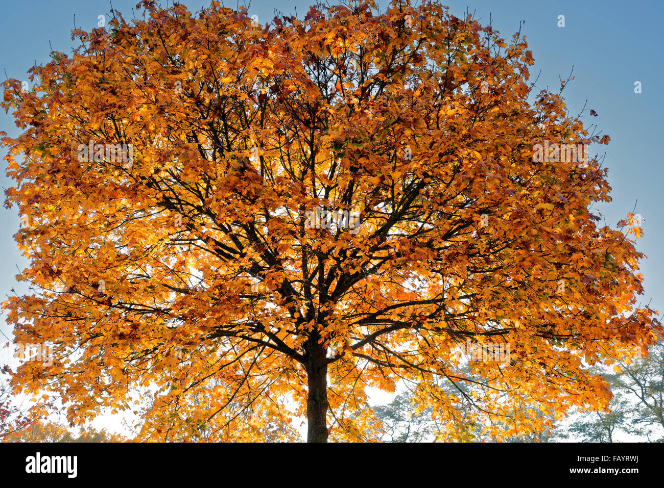 Backlit tree carrying autumn leaves Stock Photo - Alamy
