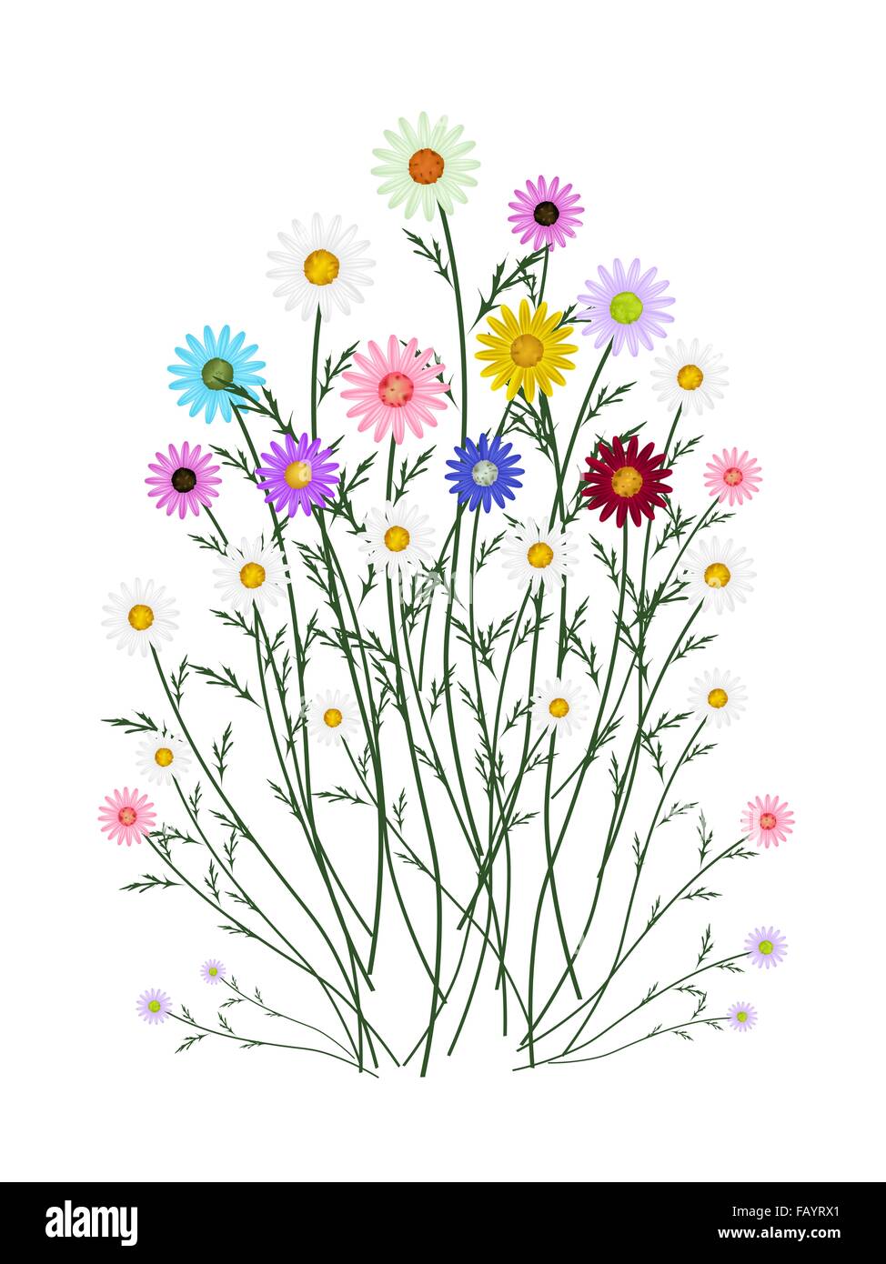 Symbol of Love, Bright and Beautiful Assorted Osteospermum Daisy ...