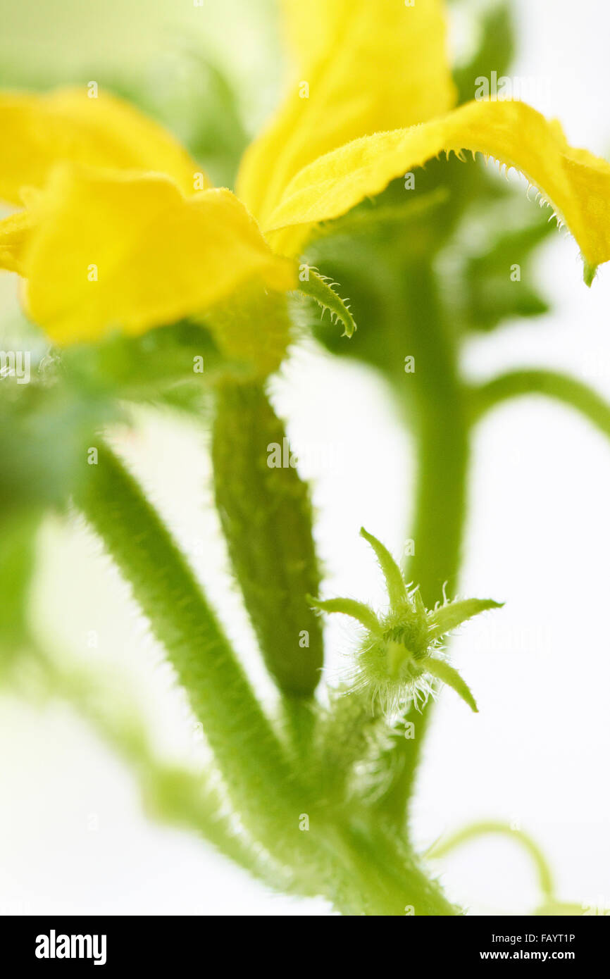 Blossom cucumber hi-res stock photography and images - Alamy