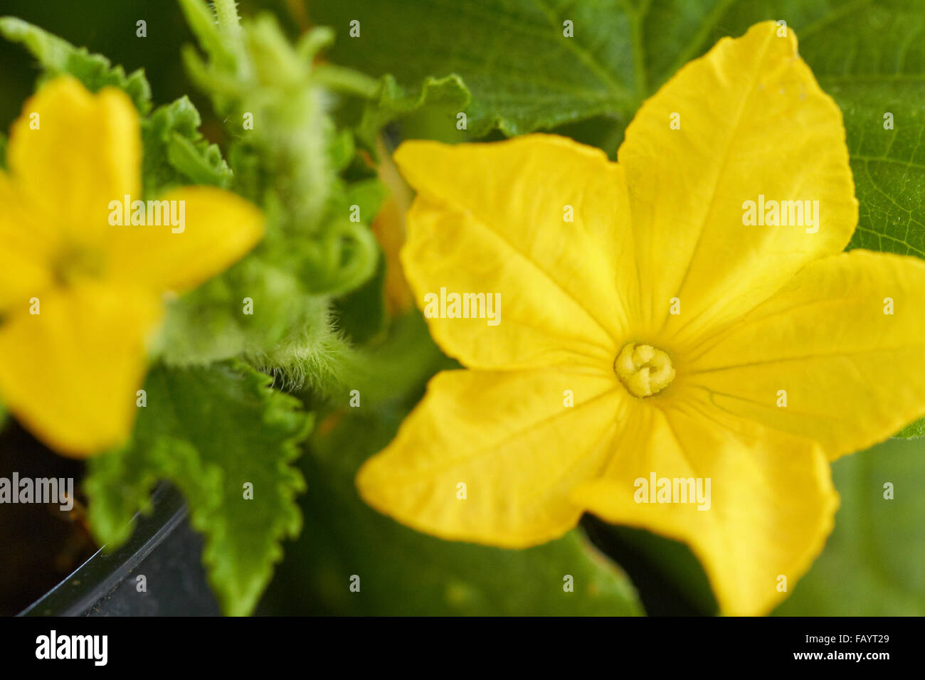 Cucumber blossom hi-res stock photography and images - Alamy