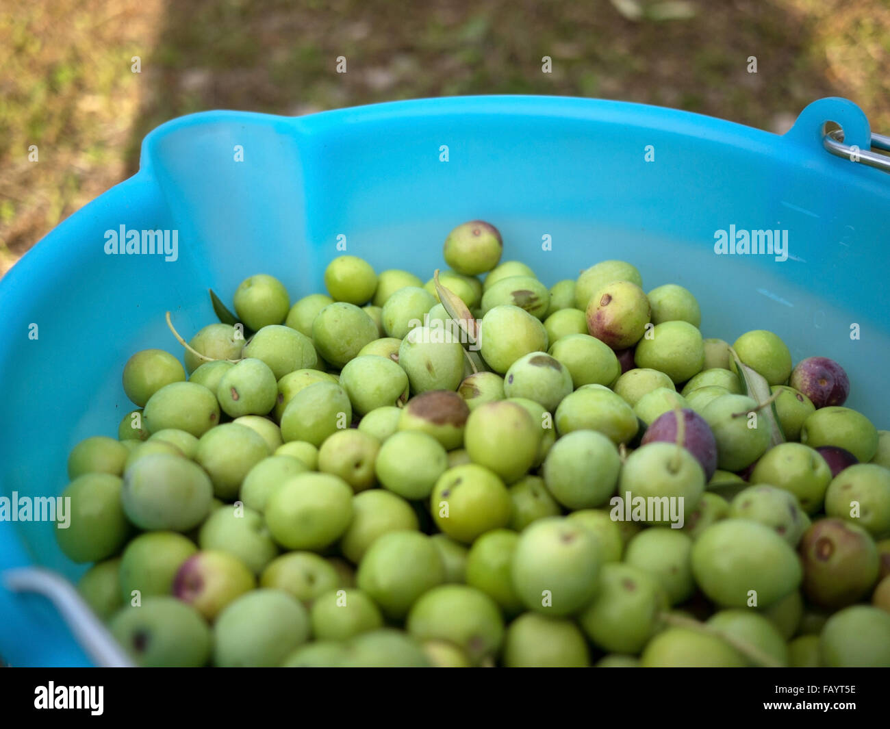 Bucket full of picked green olives close up Stock Photo - Alamy