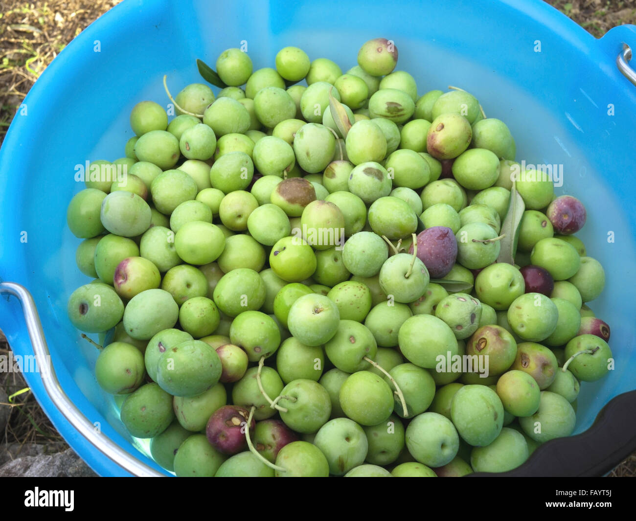 Green olives in blue bucket on field Stock Photo - Alamy
