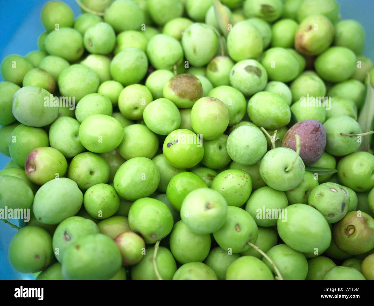 Picked green olives in bucket close up Stock Photo - Alamy