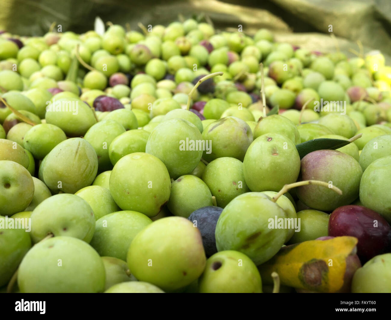 Picked olive hi-res stock photography and images - Alamy