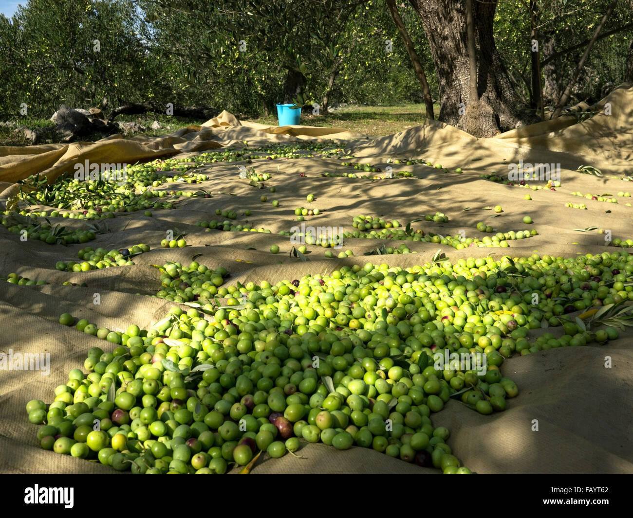 Picked green olives on ground at olive tree plantation Stock Photo - Alamy
