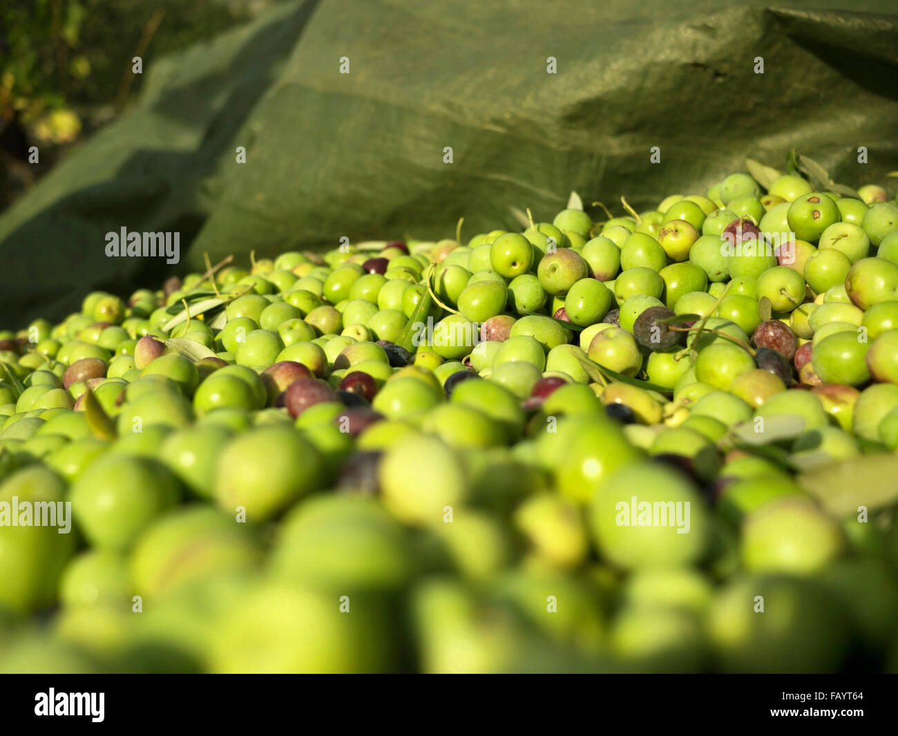 Harvesting fruit hi-res stock photography and images - Alamy