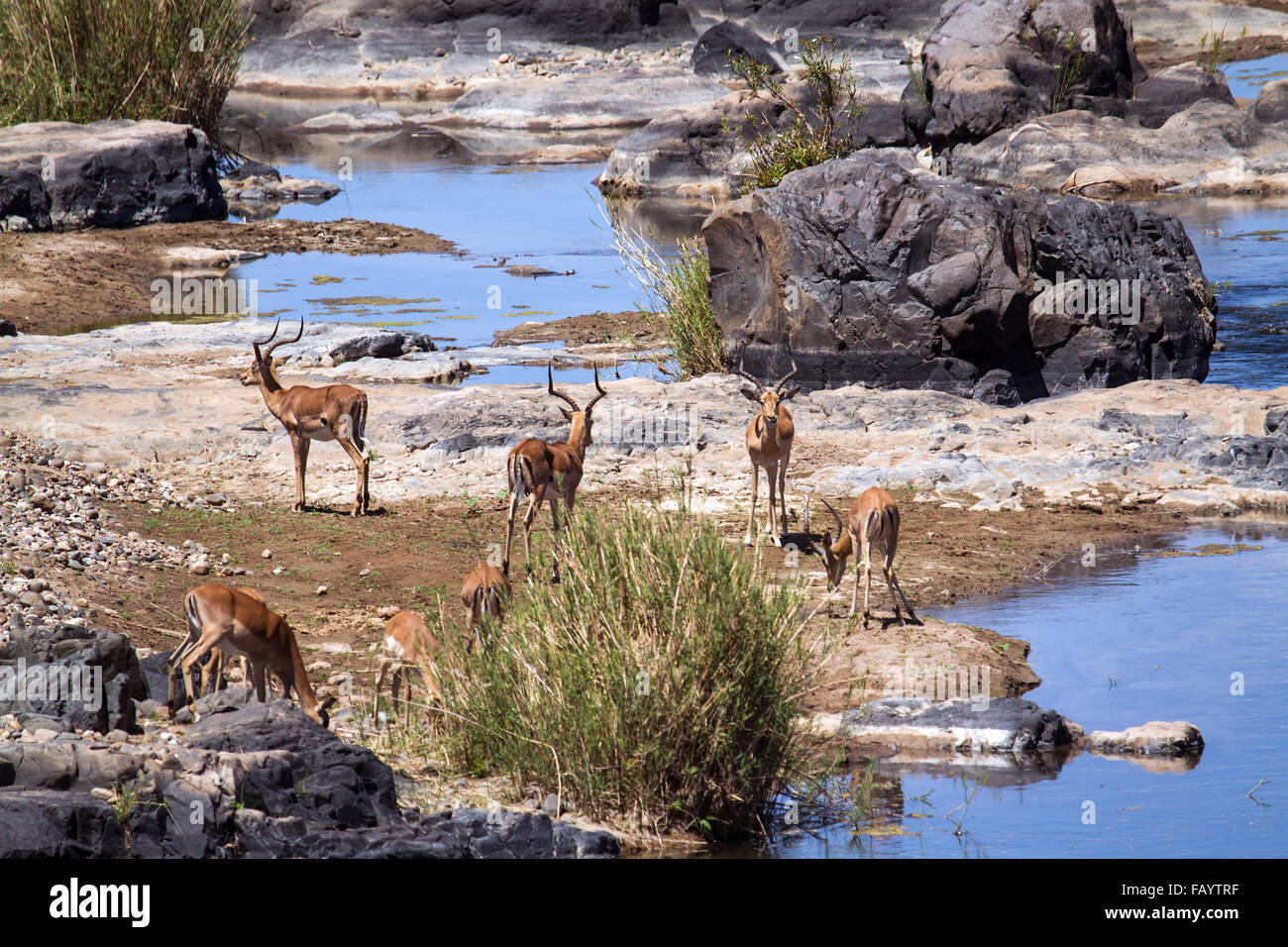 Distant impala hi-res stock photography and images - Alamy