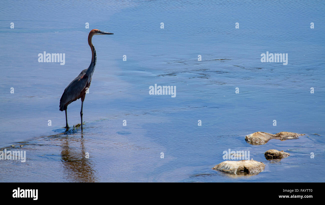 Goliath heron Specie Ardea goliath family of ardeidae Stock Photo - Alamy