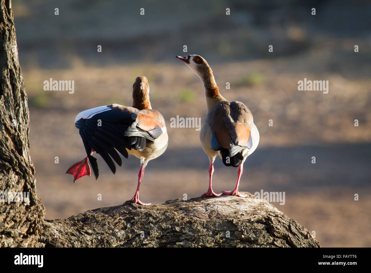 Egyptian goose Specie Alopochen aegyptiaca family of anatidae Stock ...