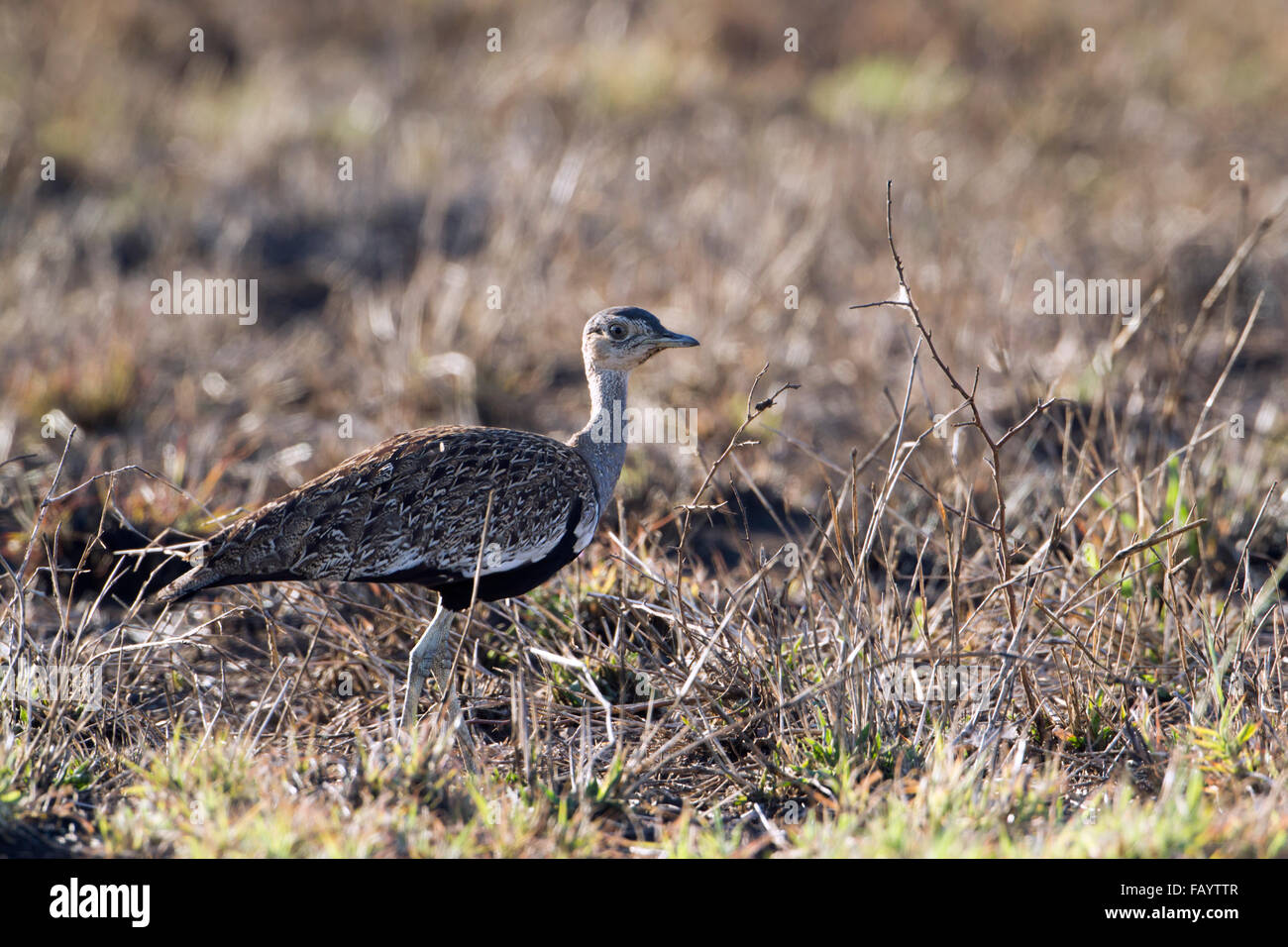 Black-bellied bustard Specie Lissotis melanogaster family of Otididae ...