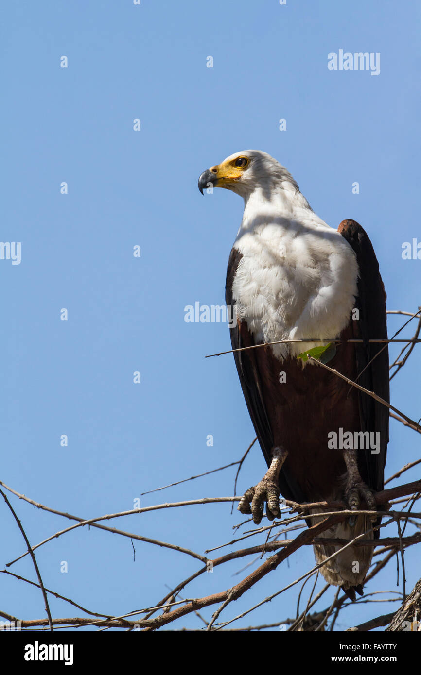 African fish eagle Specie Haliaeetus vocifer family of Accipitridae ...