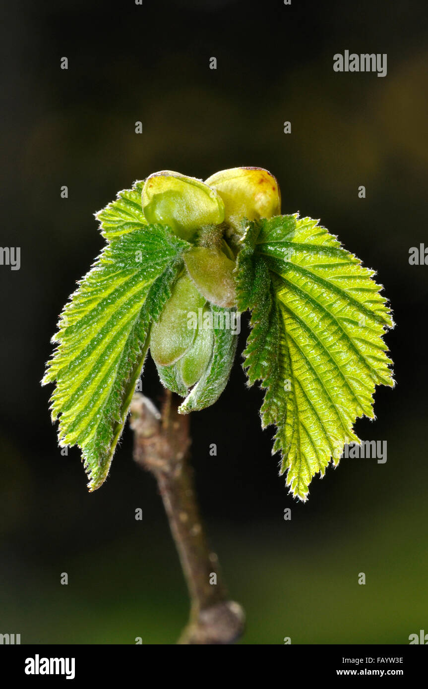 Hazel buds bursting in spring UK Stock Photo - Alamy