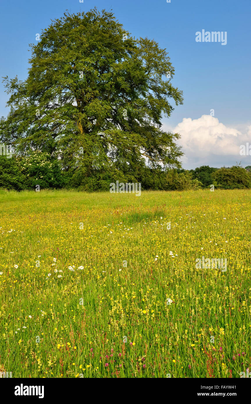 A beautiful summer meadow in northern England, full of colourful ...