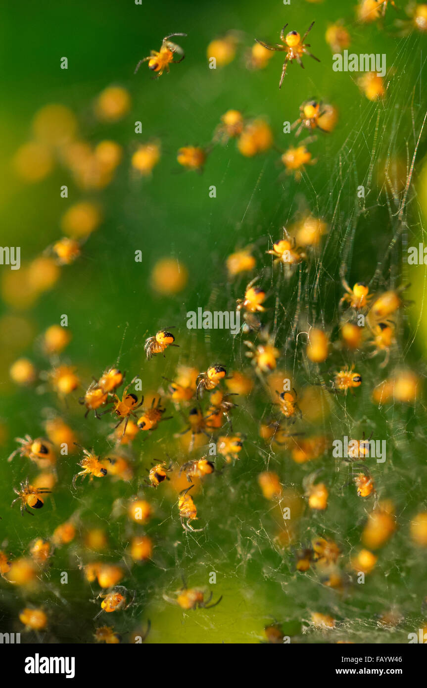 Baby garden spiders hi-res stock photography and images - Alamy